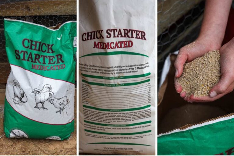 How to Raise Baby Chicks at Home (A Simple Step-by Step Guide)