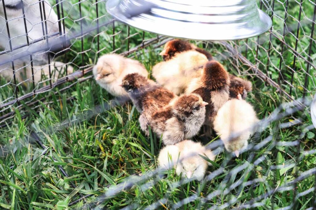 How to Raise Baby Chicks at Home (A Simple Step-by Step Guide)