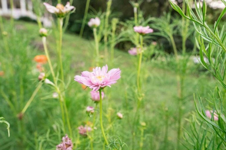 How to Grow Cosmos in Your Home Garden (A Simple + Pretty Cut Flower)