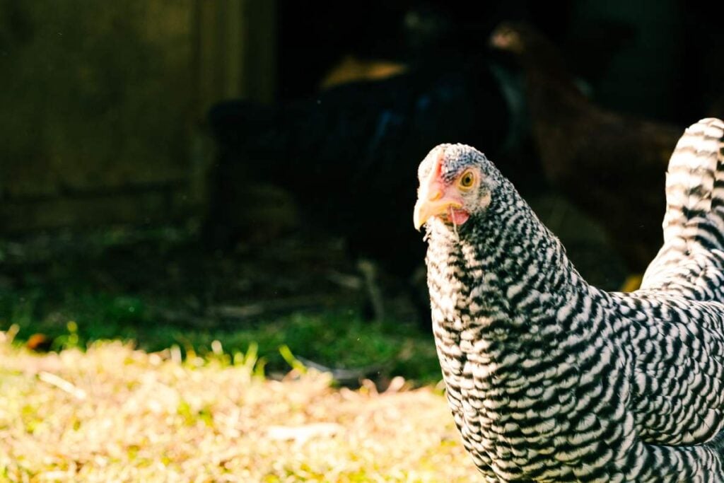 Your Guide to Barred Rock Chickens {Pretty and Easy To Care For}