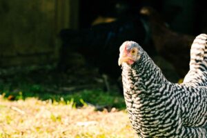 Your Guide to Barred Rock Chickens {Pretty and Easy To Care For}
